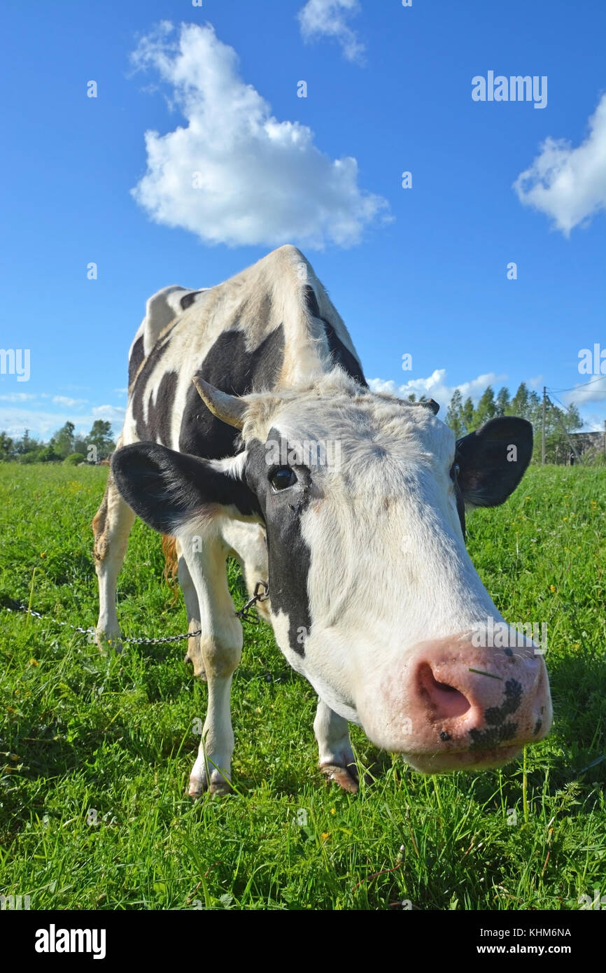 Funny cow on the meadow at sunny day Stock Photo - Alamy