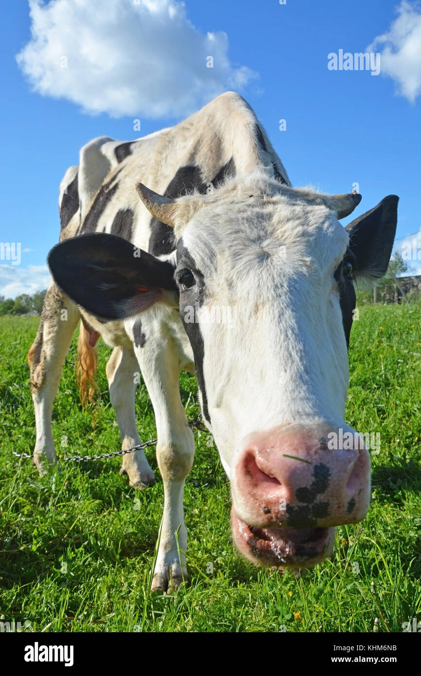 Funny cow on the meadow at sunny day Stock Photo - Alamy