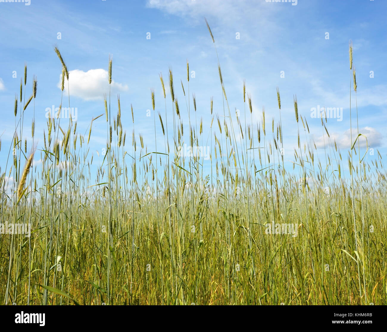 Field of rye in the summer day Stock Photo - Alamy