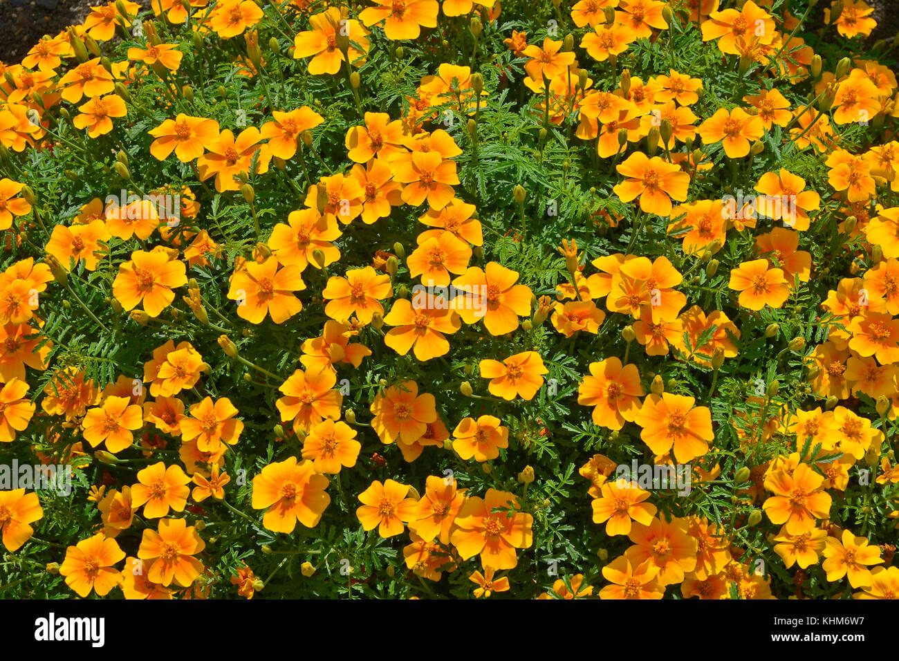 Tagetes Signata High Resolution Stock Photography and Images - Alamy