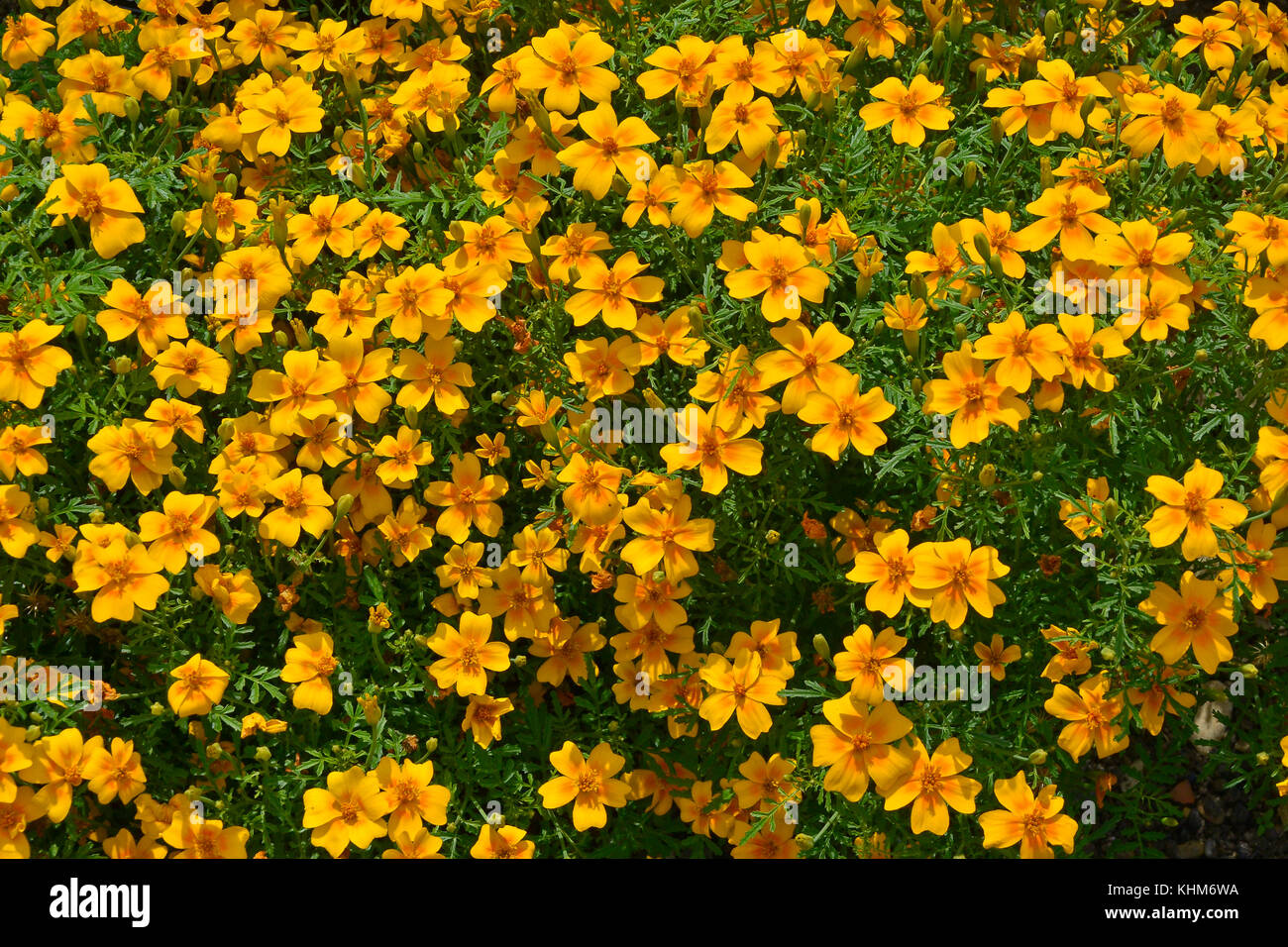 Close up of flower border with Tagetes 'Signata Pumila' and 'Tangerine ...
