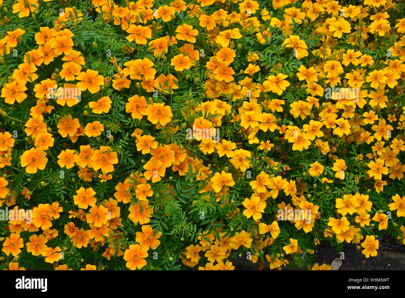 Close up of flower border with Tagetes 'Signata Pumila' and 'Tangerine ...