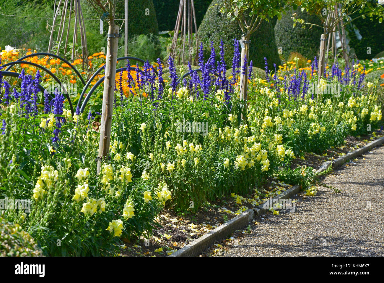 Salvia border hi-res stock photography and images - Alamy