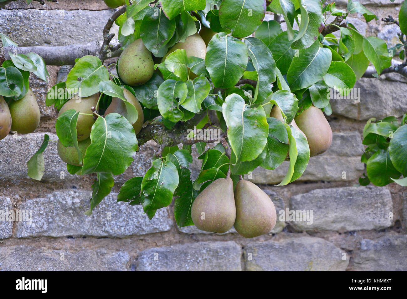 Edible pears growing along awall in a vegetable garden Stock Photo - Alamy