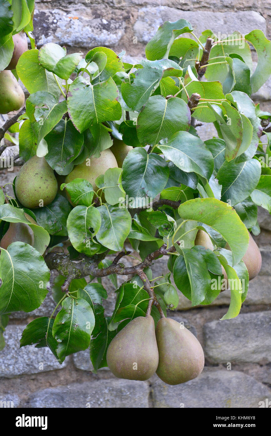 Edible pears growing along a wall in a vegetable garden Stock Photo - Alamy