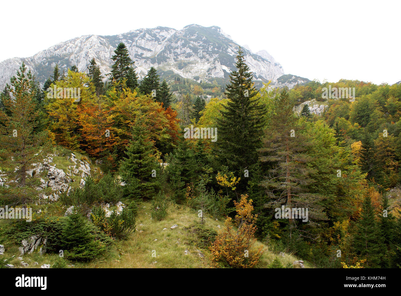 Forest and mountain in Durmitor, Montenegro Stock Photo - Alamy