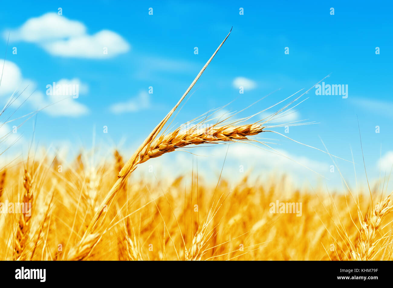 golden color wheat ear on field. soft focus Stock Photo - Alamy