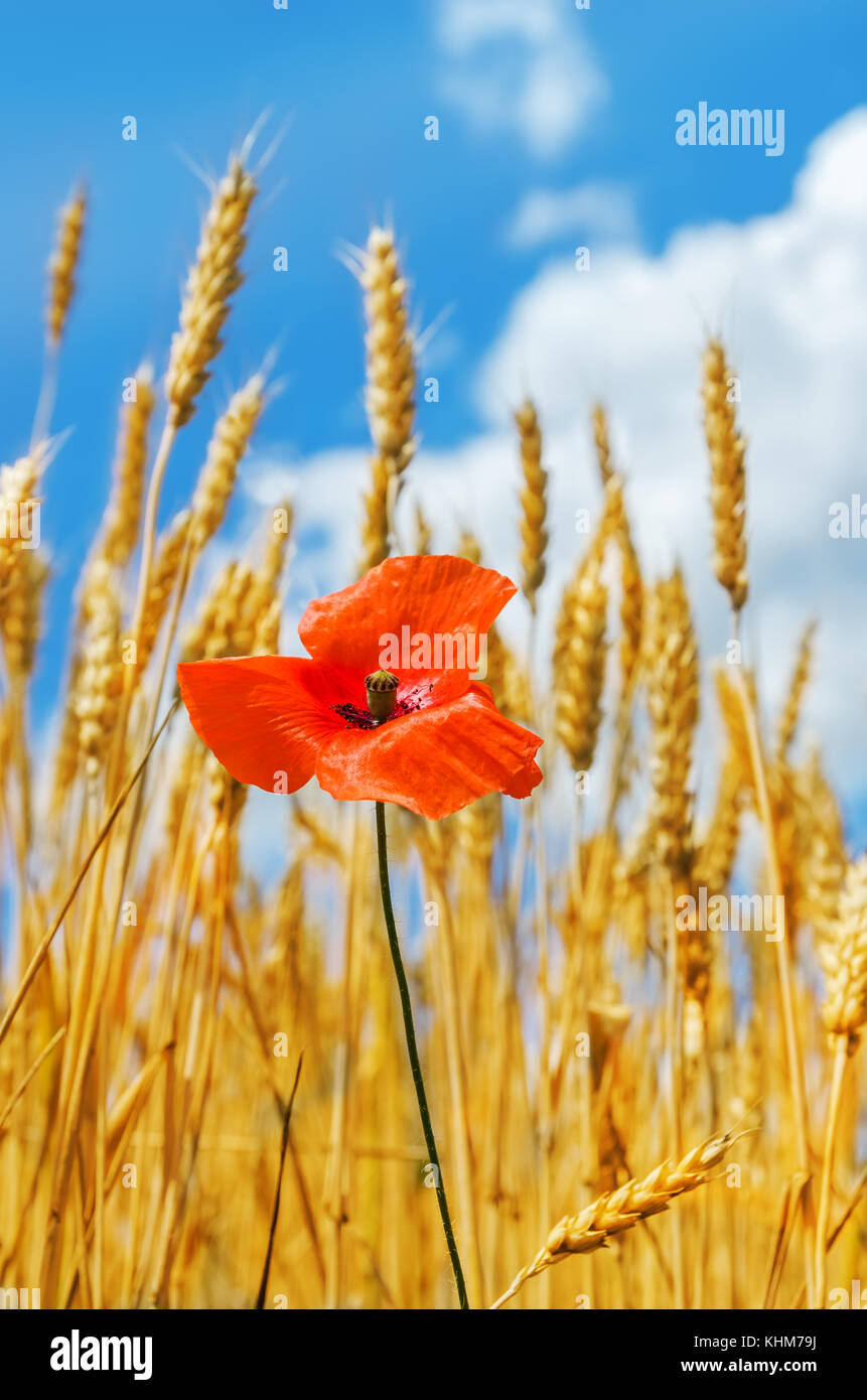 Soft focus white poppy hi-res stock photography and images - Alamy