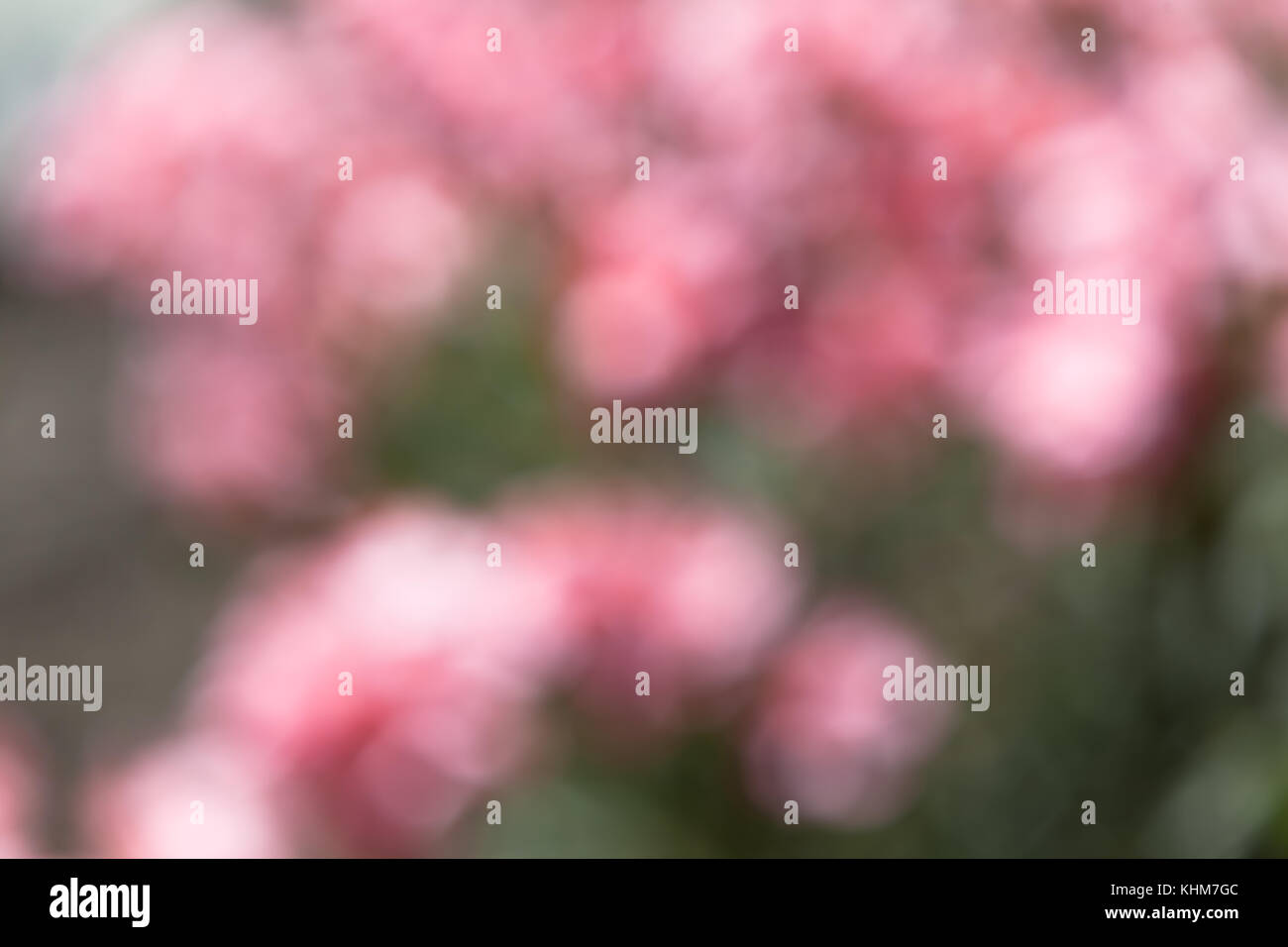 Pastel colored defocused pink and green floral background (copy space ...