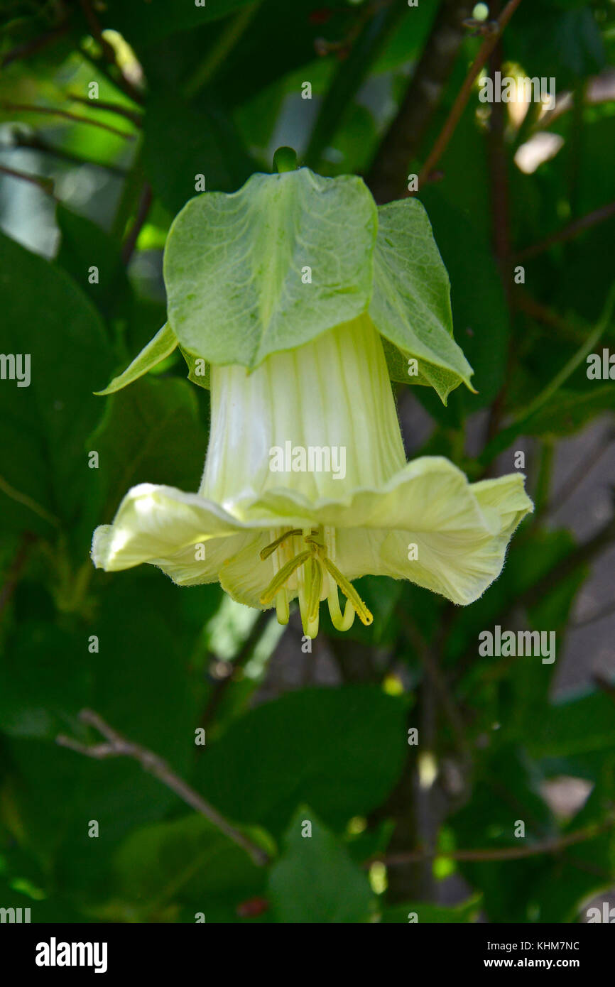 Close uo of the climber Cobaea scandens 'Alba' in a country house ...