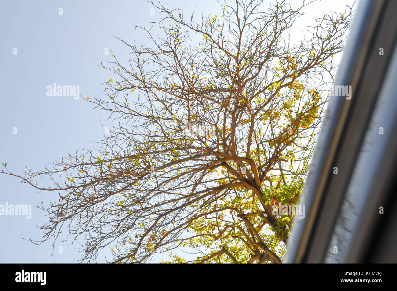 Terminalia catappa tree near the house Stock Photo - Alamy