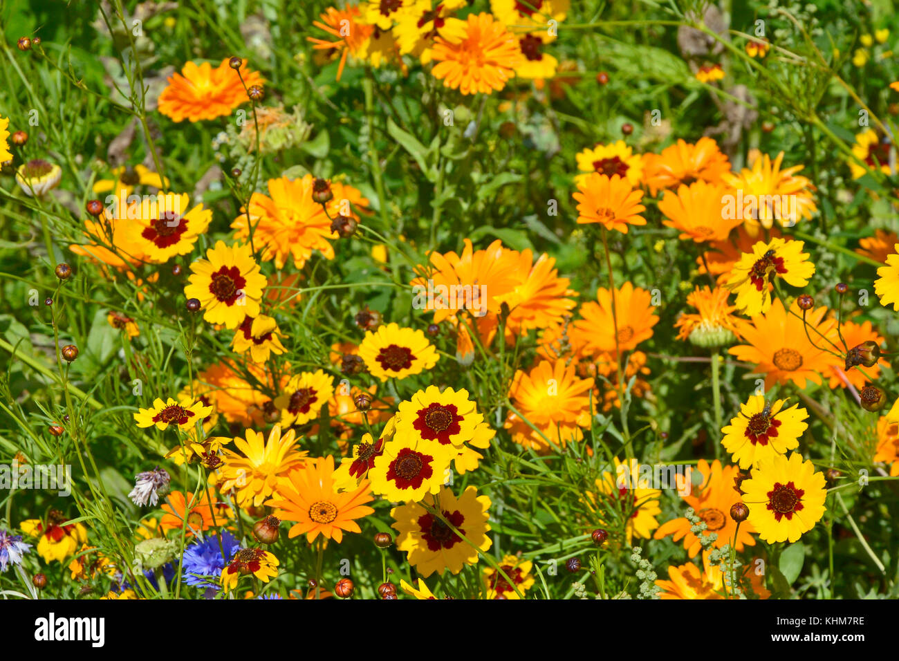 Wild flower meadow meadows hi-res stock photography and images - Alamy