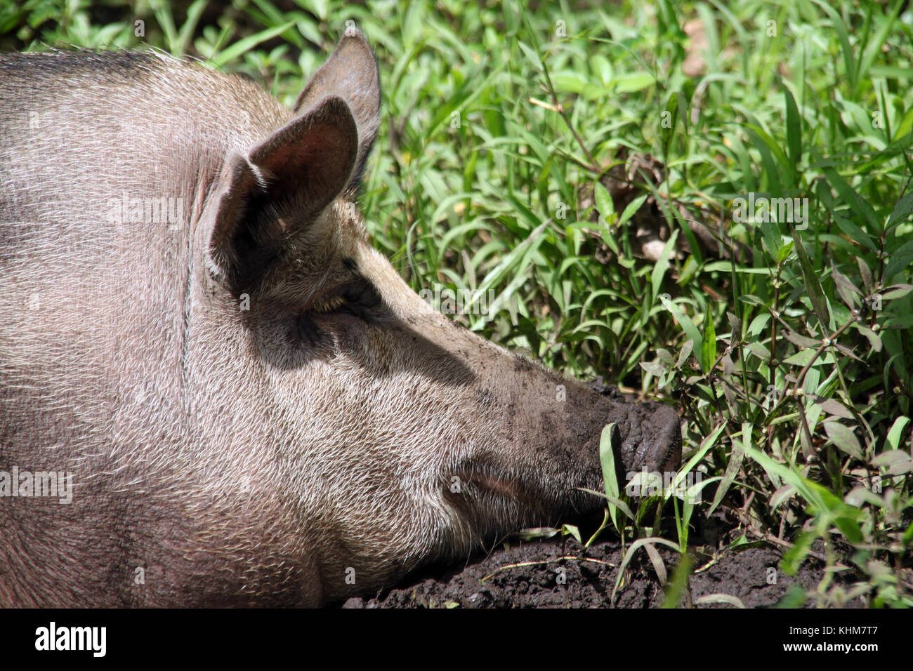 Big Pig Stock Photos & Big Pig Stock Images - Alamy