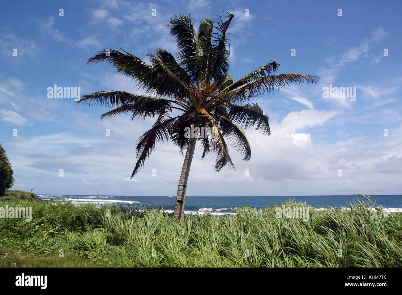 Palm tree and plants on the sea coast in Upolu island, Samoa Stock ...
