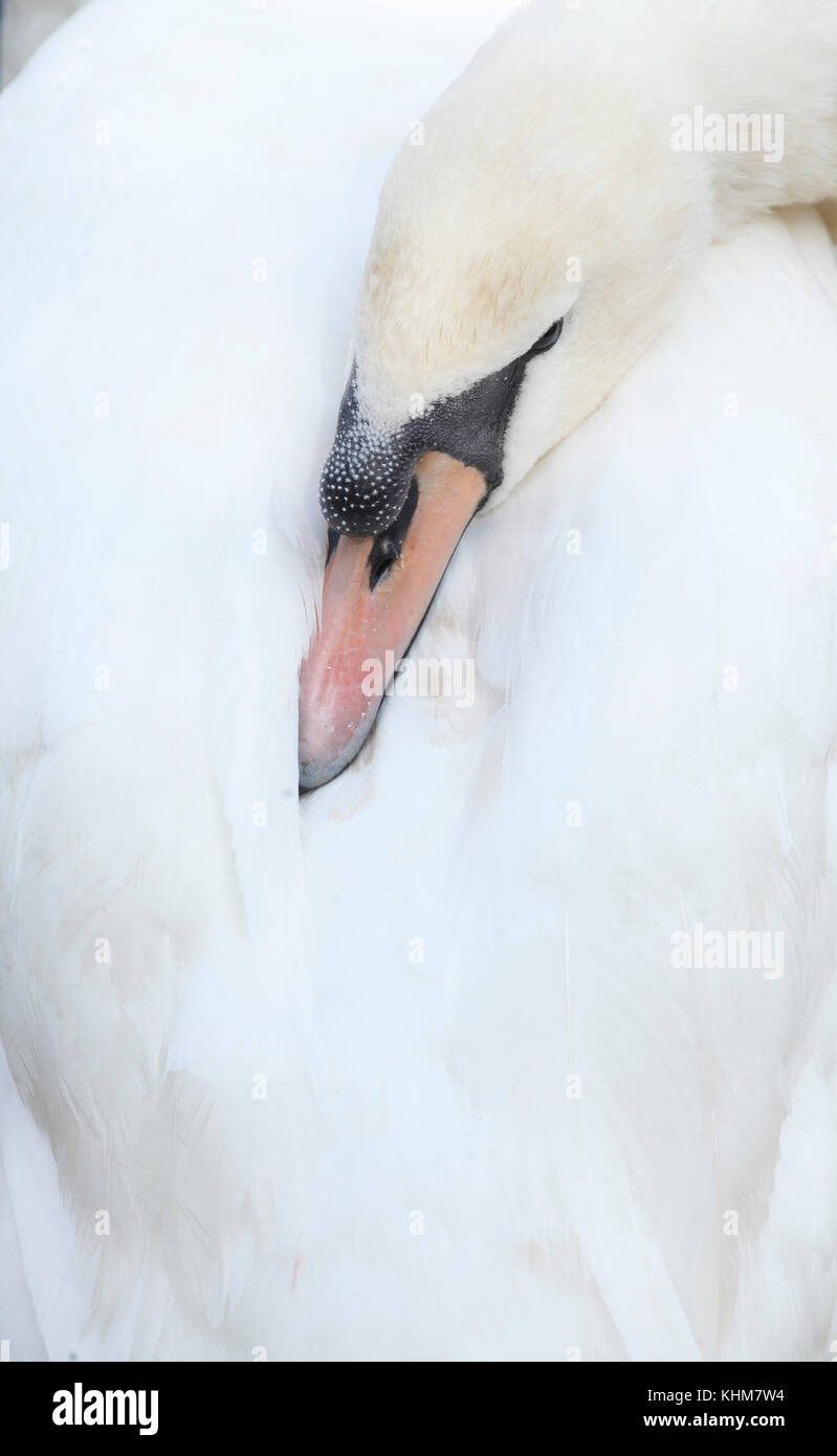 Beak hump hi-res stock photography and images - Alamy