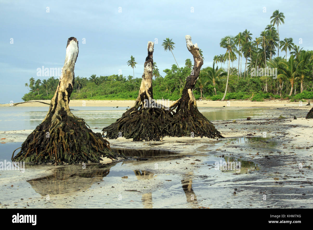 Roots of palm trees on the sand beach in Upolu island, Samoa Stock ...