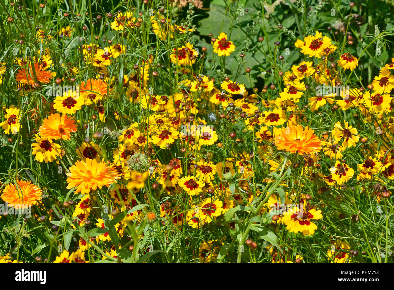 A golden naturaly planted flower meadow with Coreopsis and marigolds ...