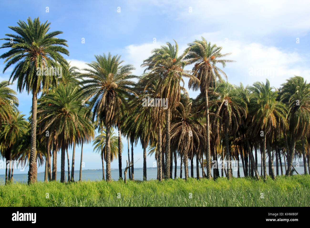 Sugar cane fiji hi-res stock photography and images - Alamy