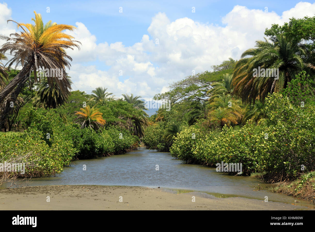 Small river in forest near beach in Fiji Stock Photo - Alamy