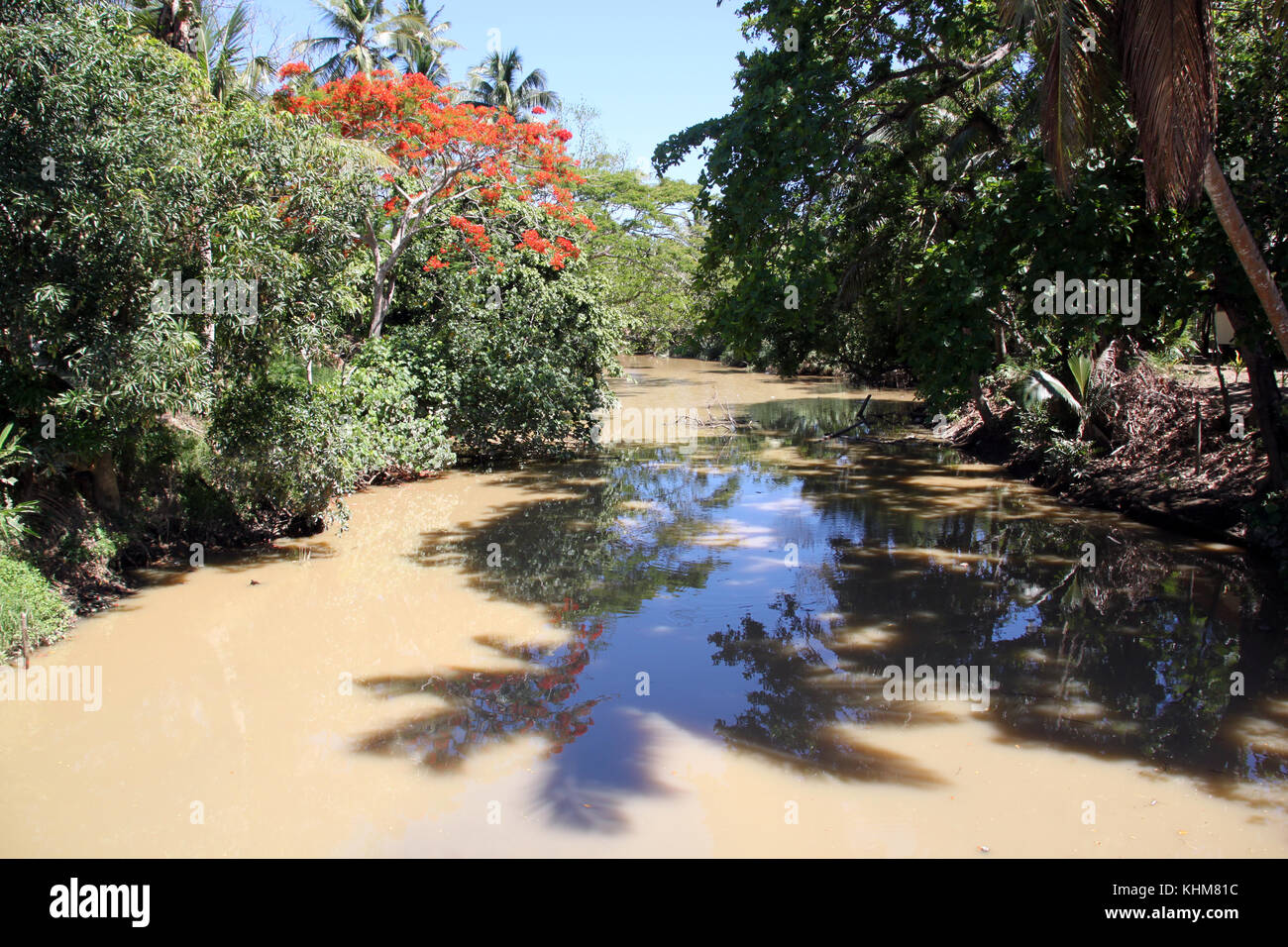 River with brown water in tropical forest in Fiji Stock Photo - Alamy