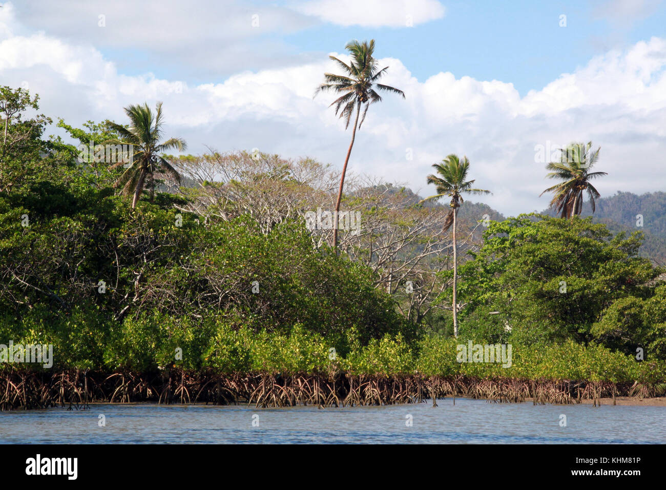 Tall mangrove hi-res stock photography and images - Alamy