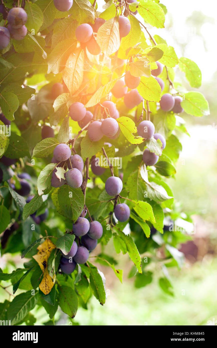 Plum tree in overgrown hi-res stock photography and images - Alamy