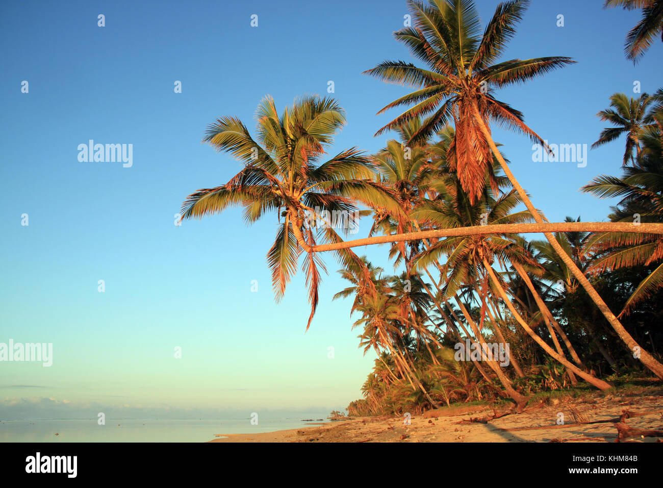 Morning on the beach with palm trees, Fiji Stock Photo - Alamy