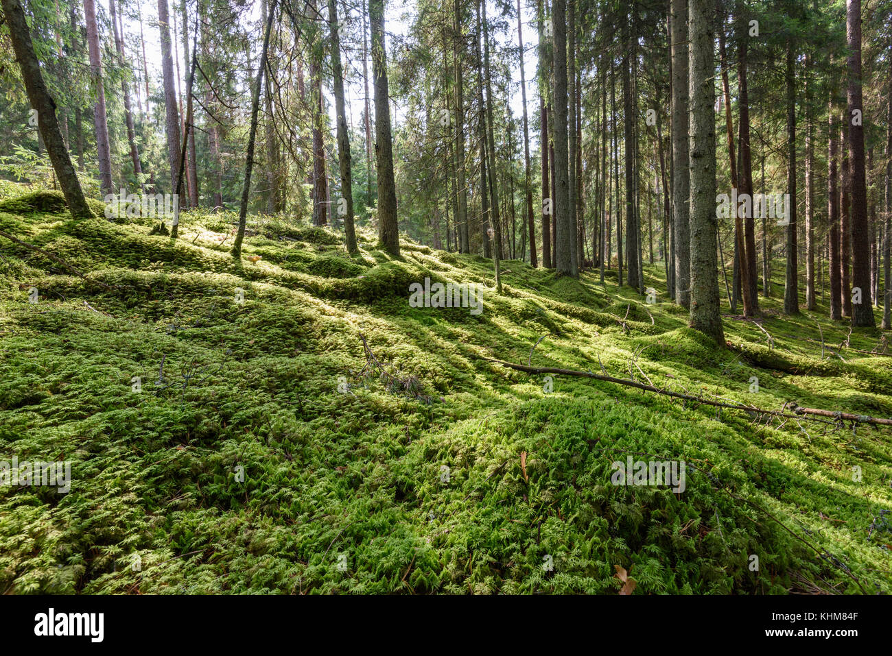 Old forest with moss covered trees and rays of sun in summer Stock ...