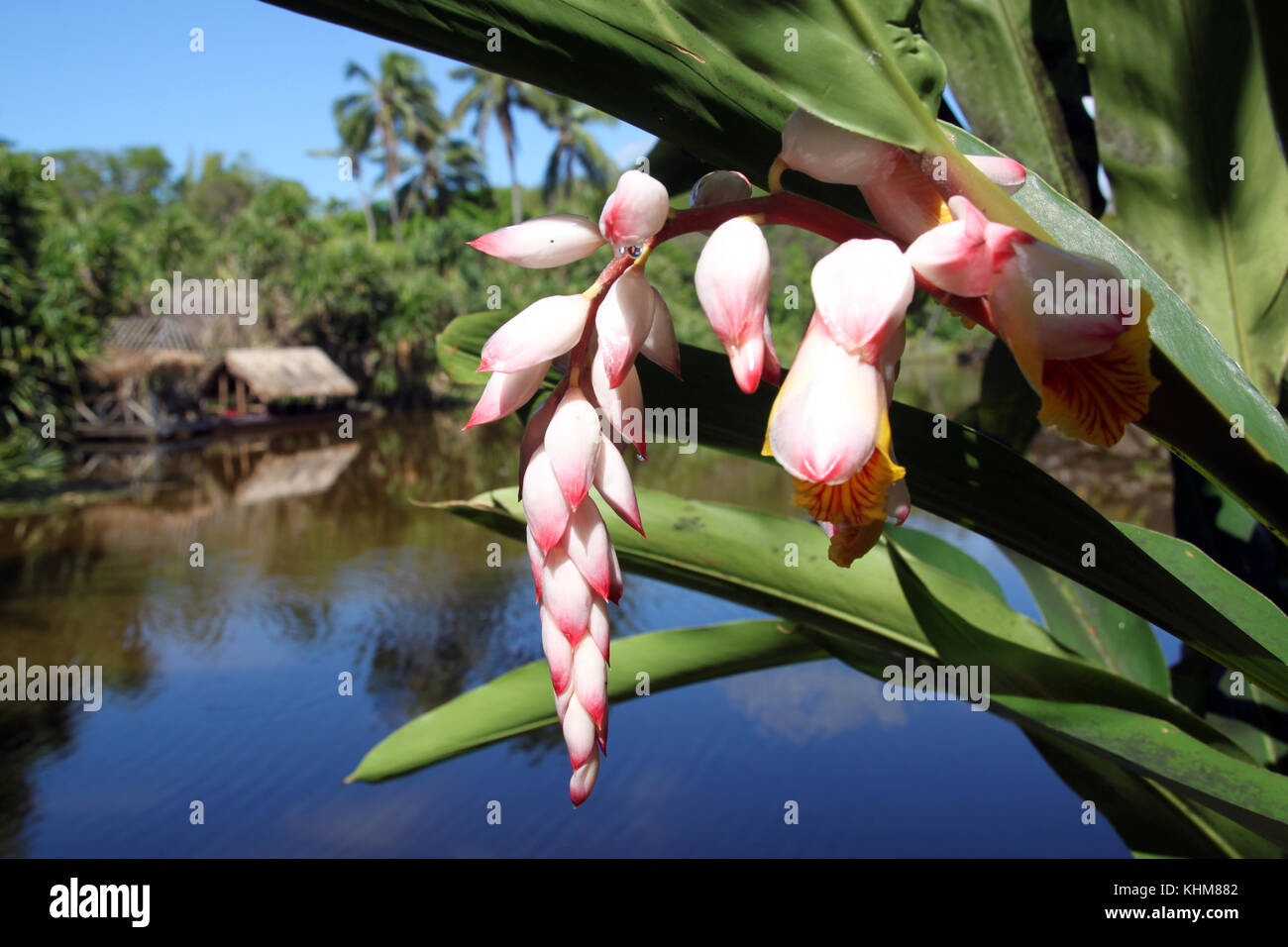 Tropical pink flower and blue river in Fiji Stock Photo - Alamy
