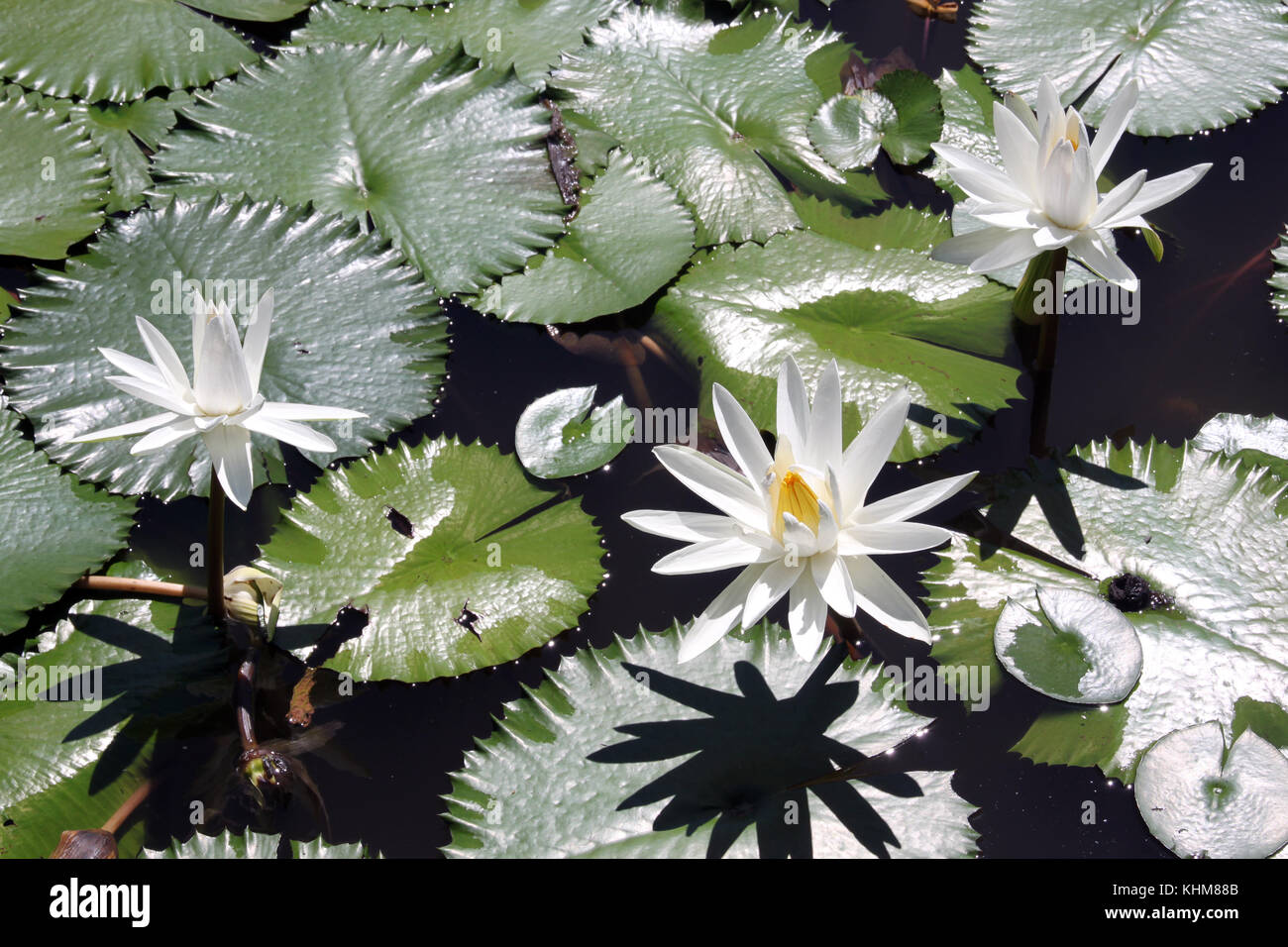 White lotus and green leaves on the kale in Fiji Stock Photo - Alamy