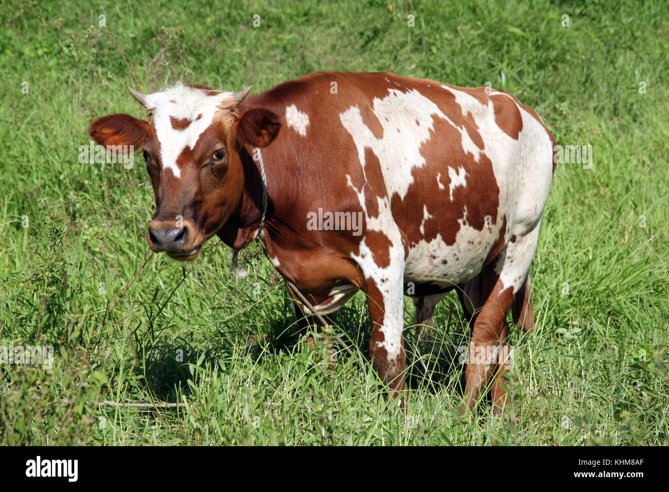 Brown cow on the green grass in rural area of Fiji Stock Photo - Alamy