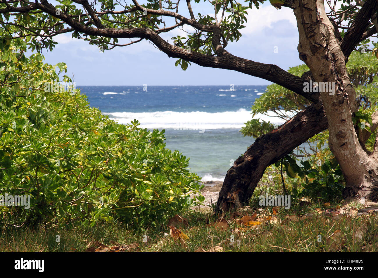 Bush and tree on the beach in Efate island, Vanuatu Stock Photo - Alamy