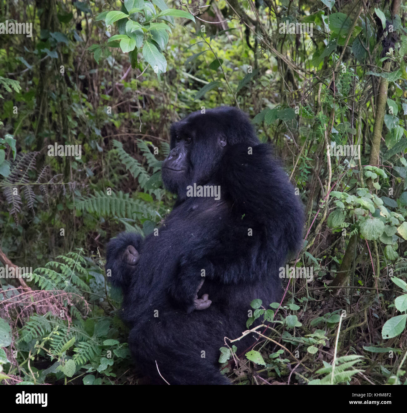 baby mountain gorilla in pablo family group rwanda Stock Photo - Alamy