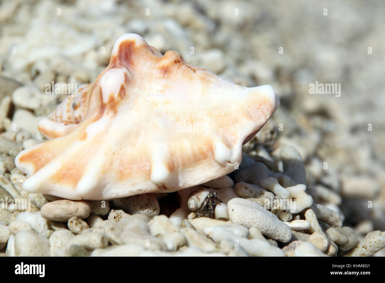 Big white shell and corals on the beach Stock Photo - Alamy