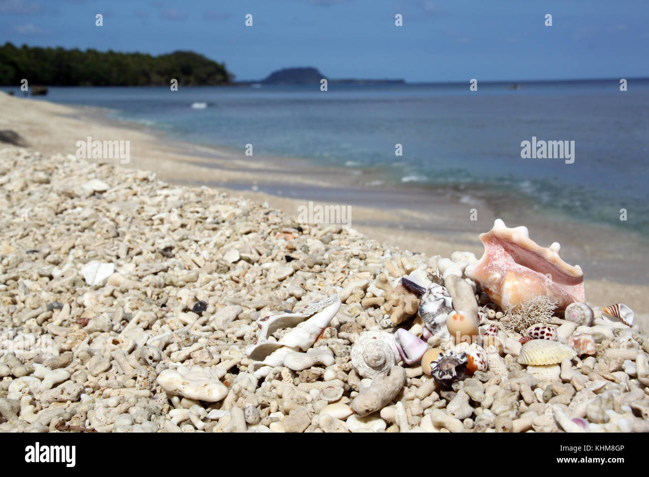 Shells and corals on the tropical island beach Stock Photo - Alamy