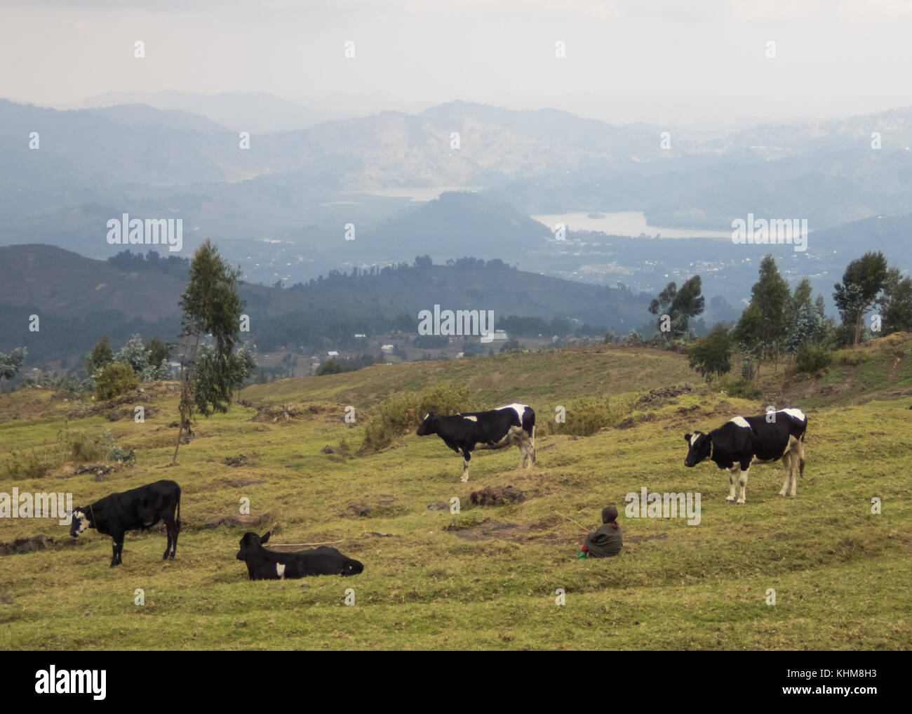 child tending cows farmland rwanda Stock Photo - Alamy