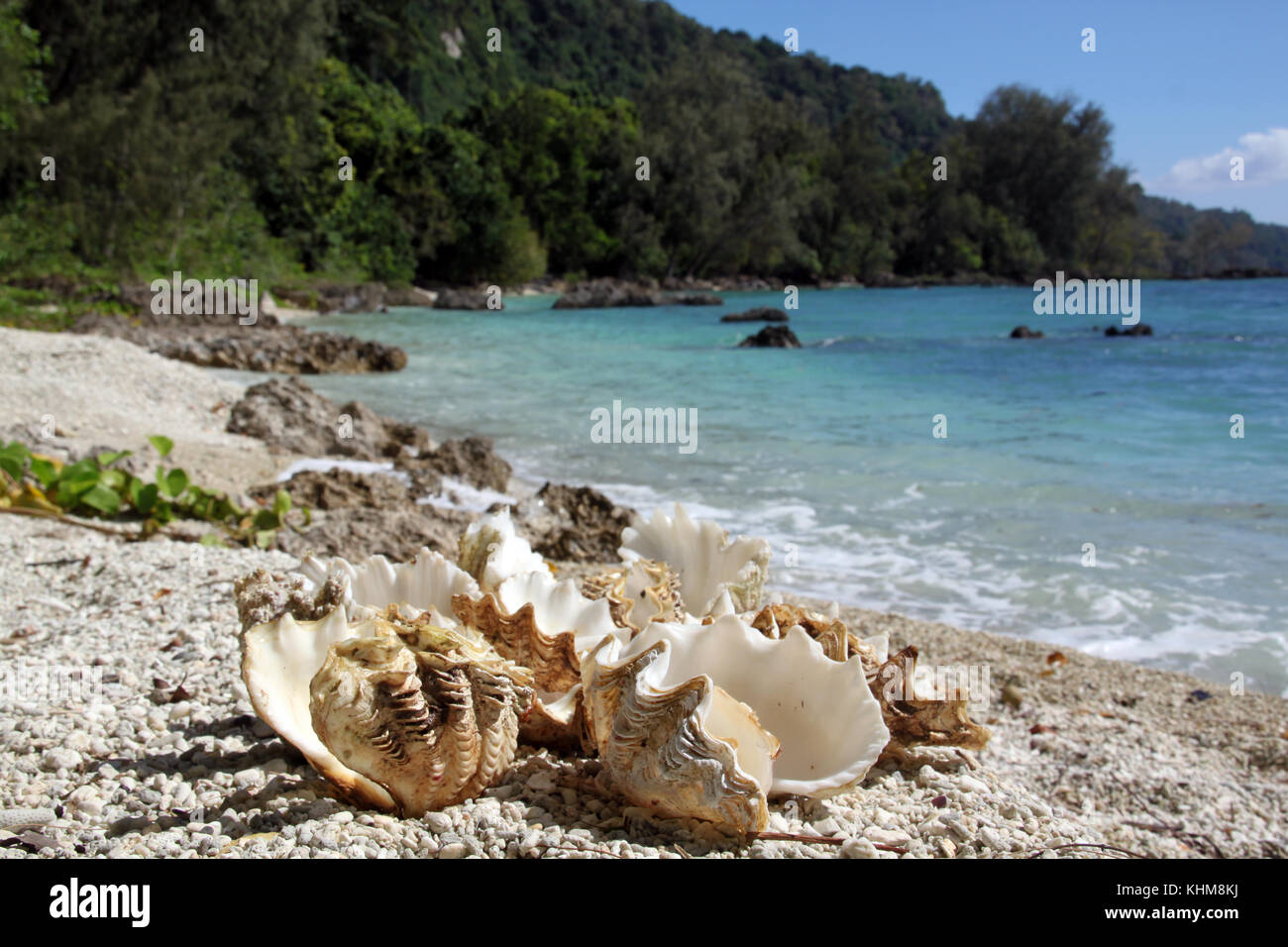 White shells on the beach in bay of tropical island Stock Photo - Alamy