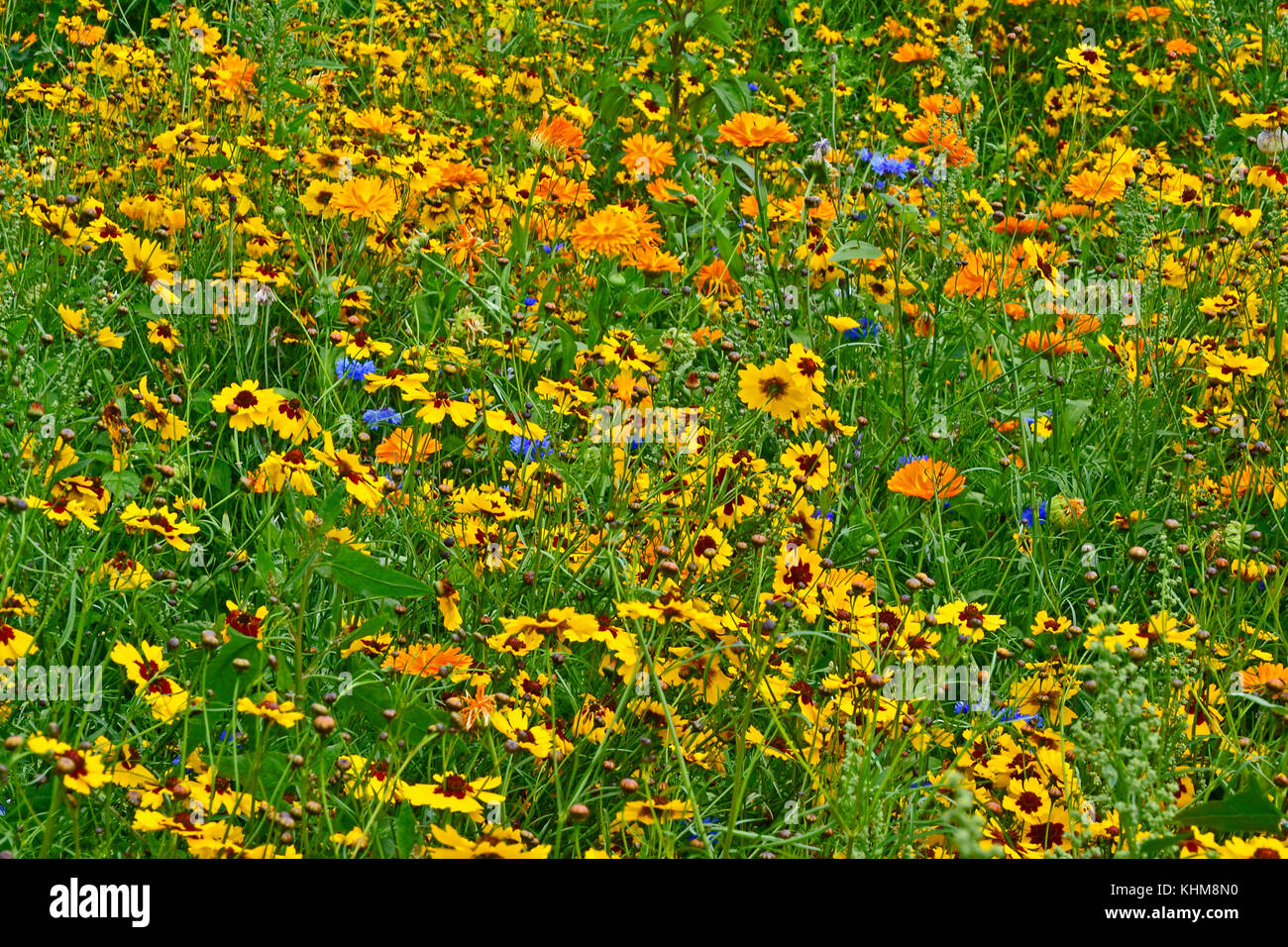 A golden and colourful naturaly planted flower meadow with Coreopsis ...