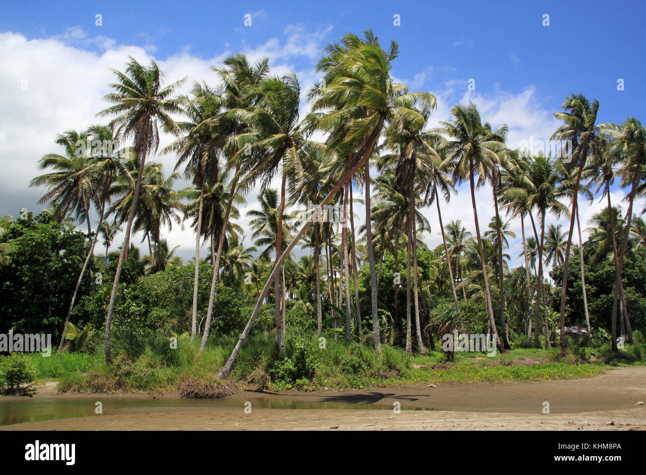 Palm trees near the water on the beach, Vanuatu Stock Photo - Alamy