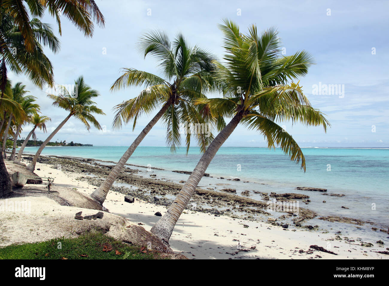 Palm trees and white sand on the sea shore in Savaii, Samoa Stock Photo ...