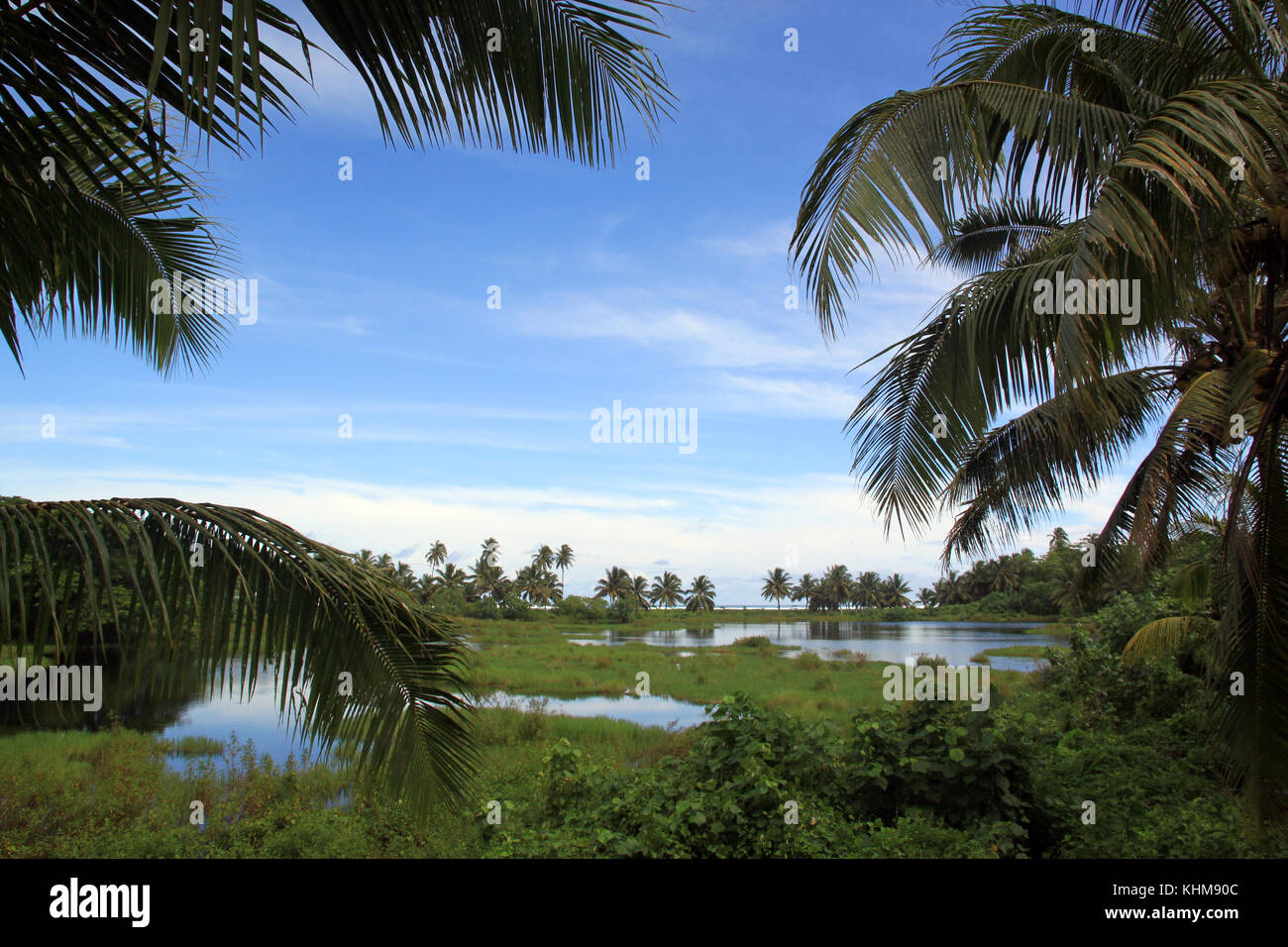 View on the lake with palm trees, Samoa Stock Photo - Alamy