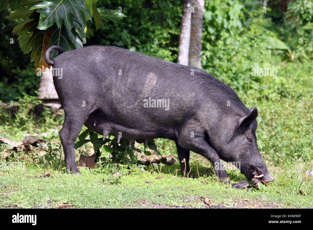 Black pig and trees on Savaii island, Samoa Stock Photo - Alamy