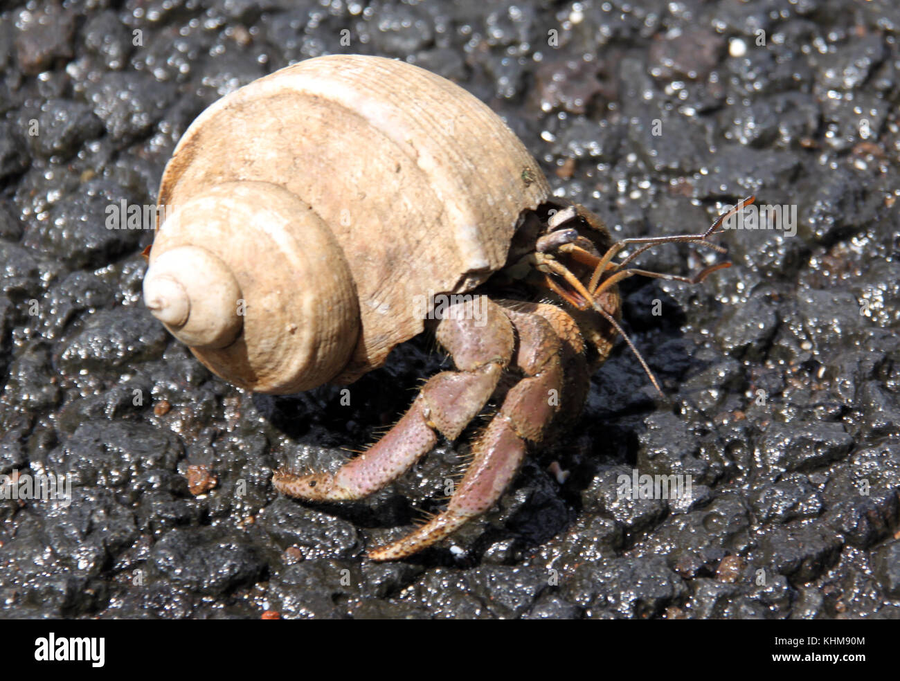 Samoa food hi-res stock photography and images - Alamy