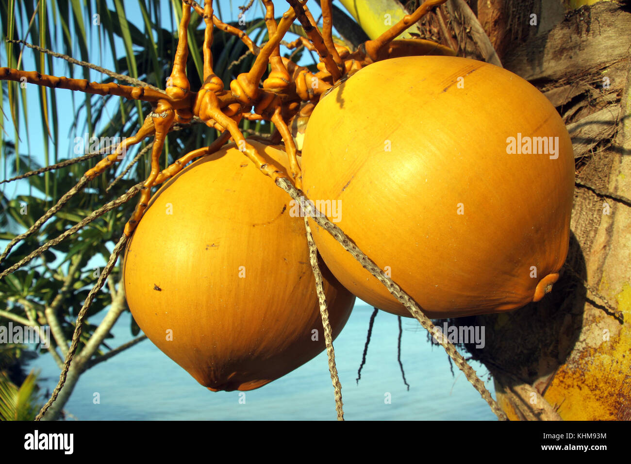 Yellow coconut on the green palm tree in Samoa Stock Photo - Alamy