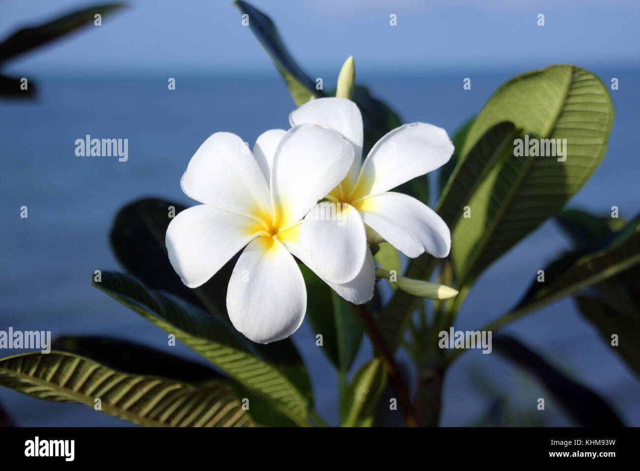 Flower in samoa hi-res stock photography and images - Alamy