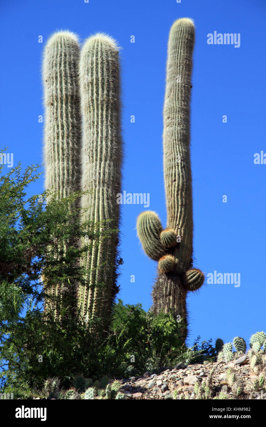 Tall cactus and bush on the top of hill in Humahuaca, Argentina Stock ...