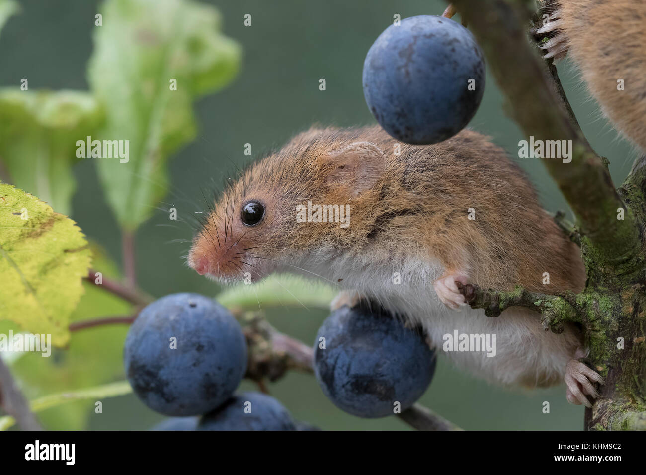 harvest mice/mouse, Micromys minutus, close up portrait posing on a ...