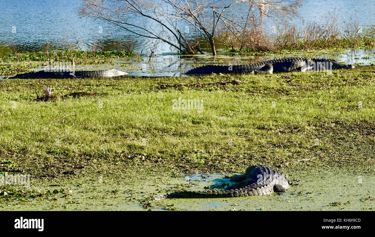 Three alligators basking in the late afternoon, Autumn sun along the ...