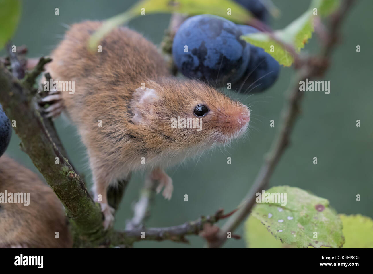 harvest mice/mouse, Micromys minutus, close up portrait posing on a ...