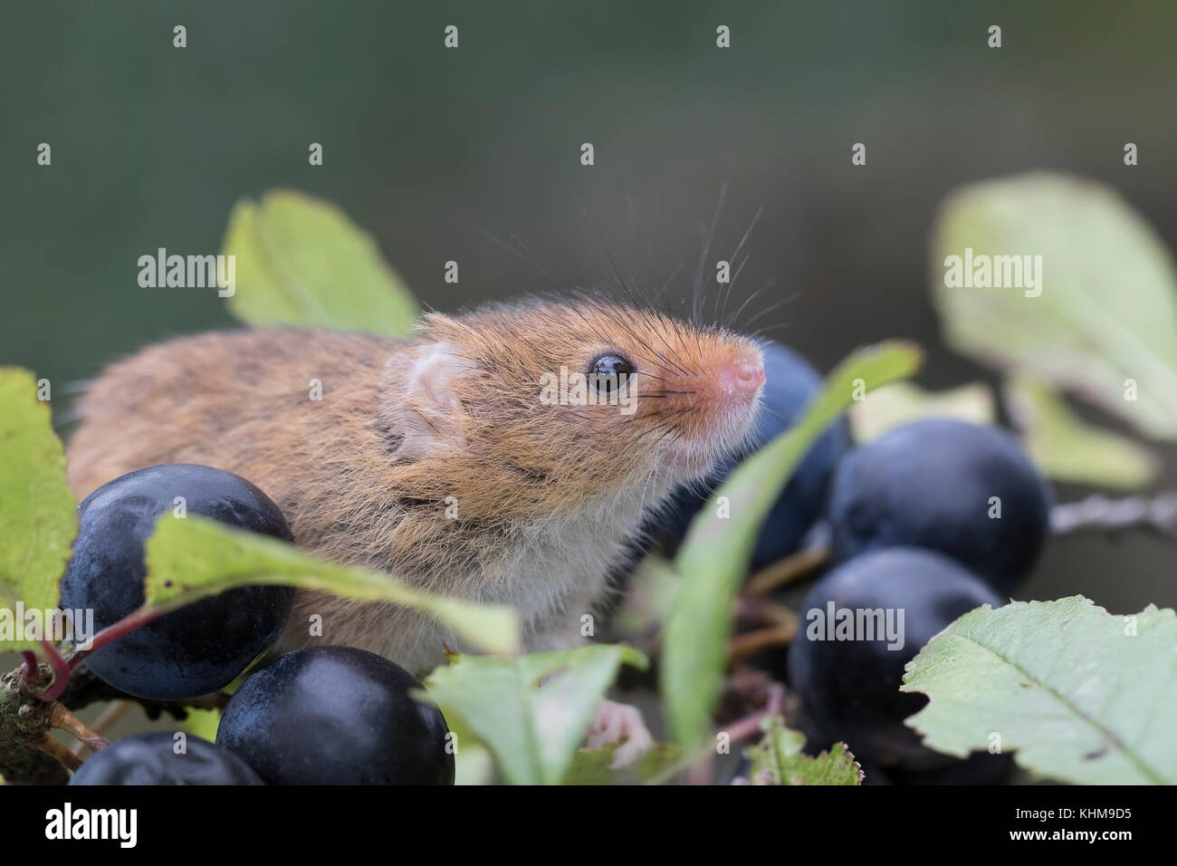 harvest mice/mouse, Micromys minutus, close up portrait posing on a ...